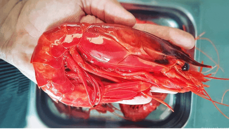 Tôm Quỷ Đỏ- Hải sản đắt hơn tôm hùm- có gì đặc biệt?