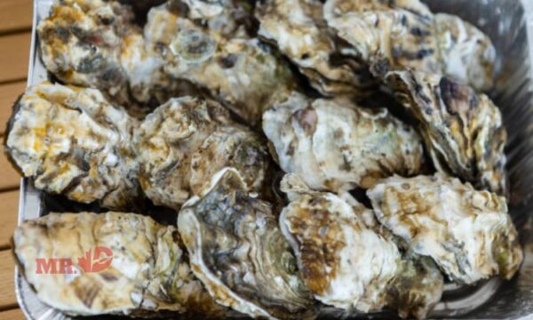 Cập nhật giá hàu bao nhiêu 1kg mới nhất