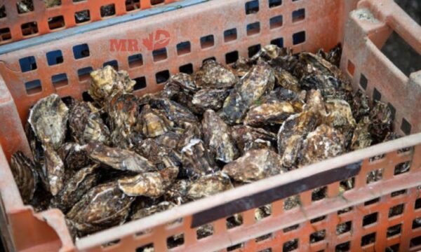 Cập nhật giá hàu bao nhiêu 1kg mới nhất