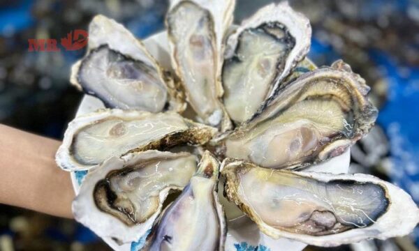 Cập nhật giá hàu bao nhiêu 1kg mới nhất