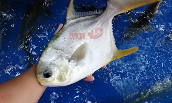 Cá chim: phân loại, đặc điểm và giá bán